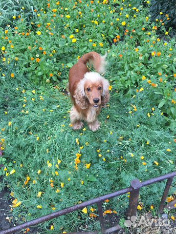 Кокер спаниель вязка