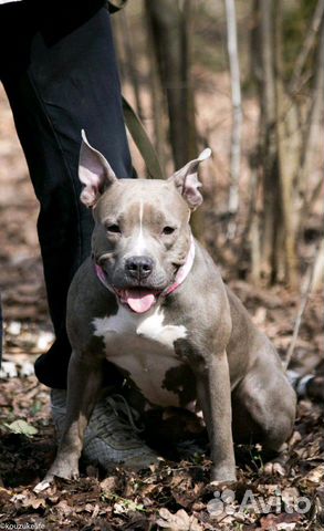 Сука амстаффа в хорошие руки