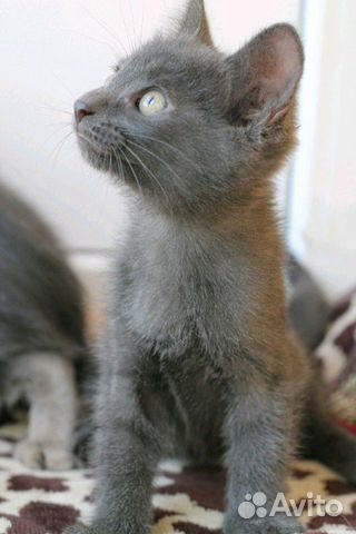 Котенок 3 месяца
