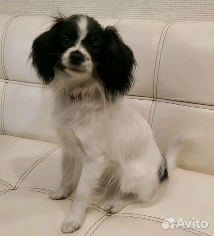 Папийон фален (континентальный той спаниель)