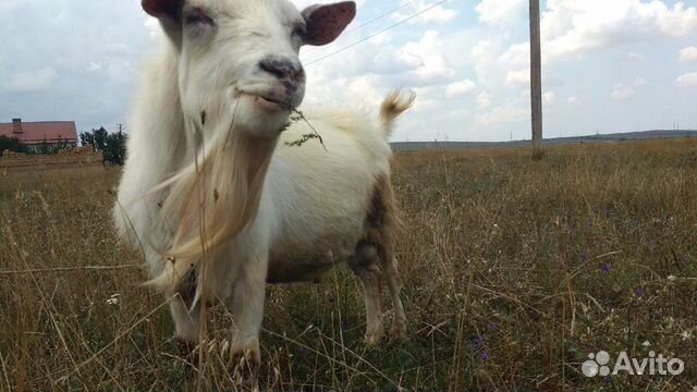 Козел племенной