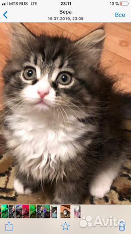 Сибирский котёнок-девочка в дар 2 мес