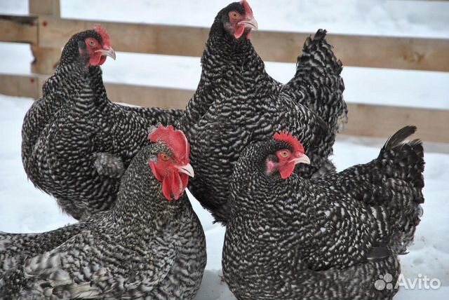 Мехеленская кукушка