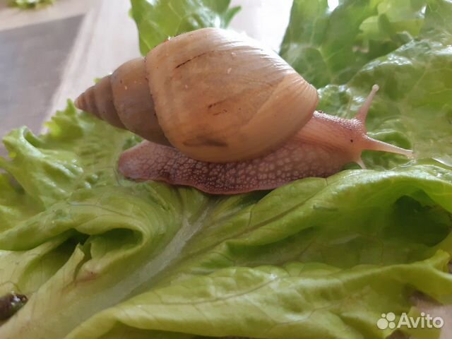 Продам ахатинов