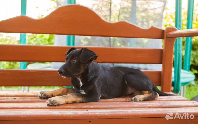 Малышка ищет дом.Хочеш кому то помочь-возьми из пр