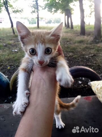 Котёнок рыженький мальчик