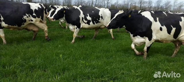 Нетели голштинской породы