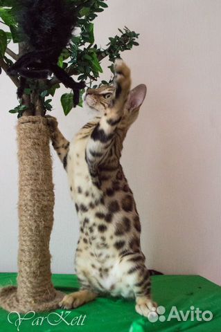 Бенгальские детки ждут котородителей)