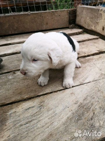 Щенки Аллабая