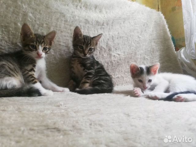 Отдам самых милых и игривых котят