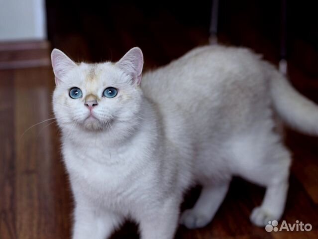 Харизматичный мальчик колор пойнт шиншилла, ny1133