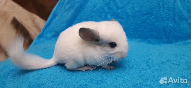 Шиншиллы малыши