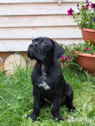 Красавчик Кане Корсо