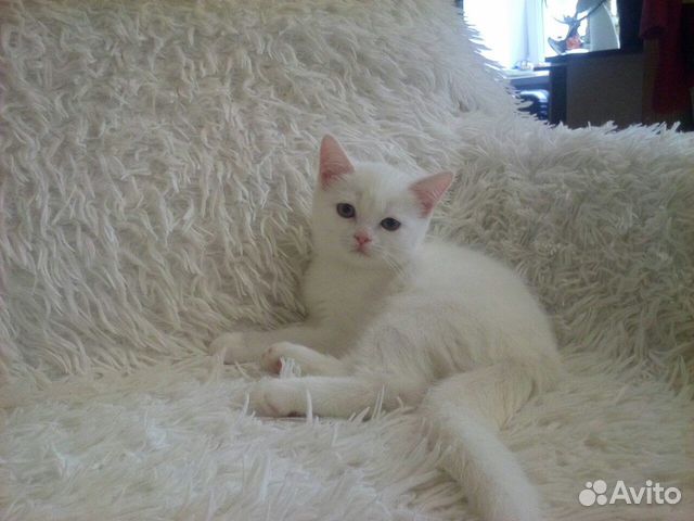 Продам белоснежных котят