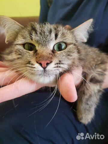 Кошка Сибирячка