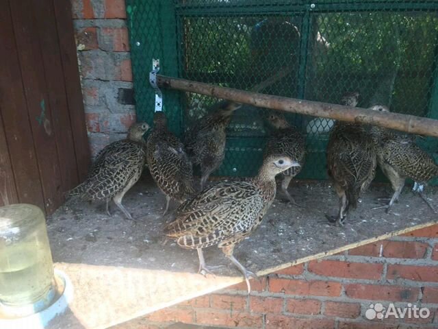 Фазан охотничий