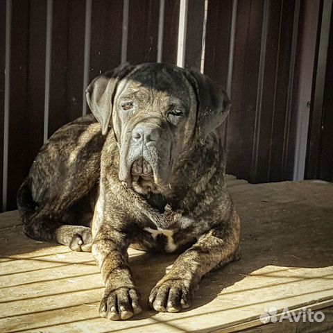 Молодой Кане Корсо