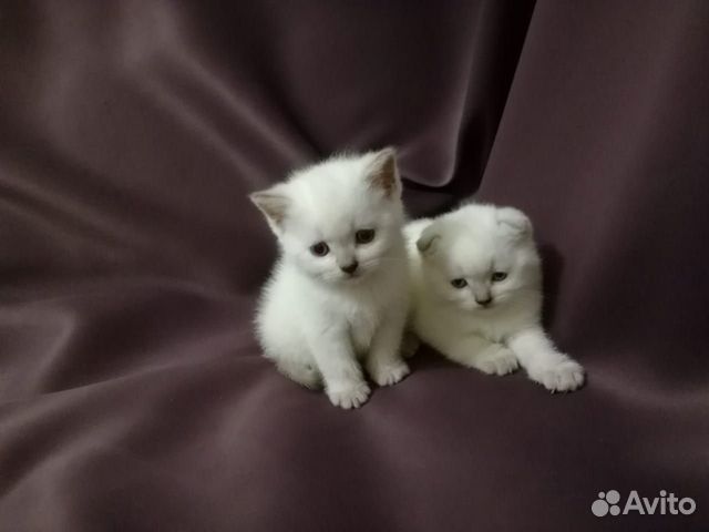 Продаю клубных котят с документами