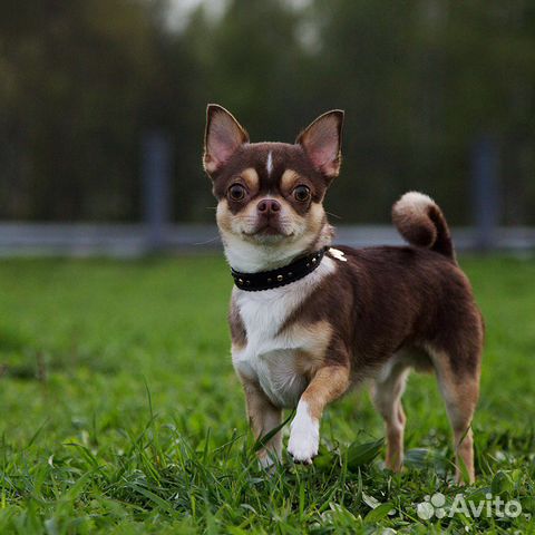 Чихуахуа - Кобель для вязки
