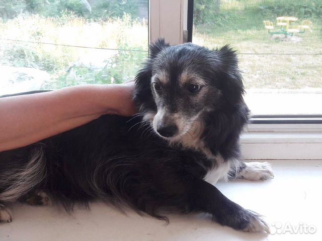 Собака в добрые руки