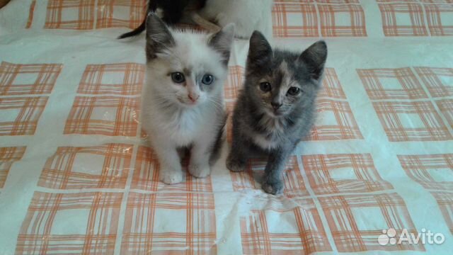 Кошачья малышня в добрые руки