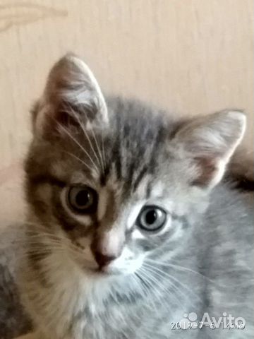 Котенок- мальчик в добрые руки