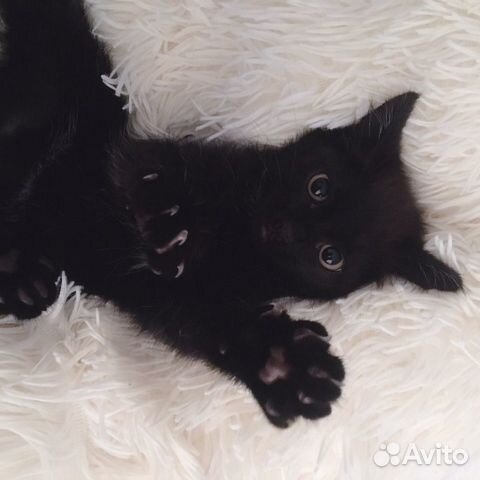 Отдам супер милую и активную чёрную девчулю