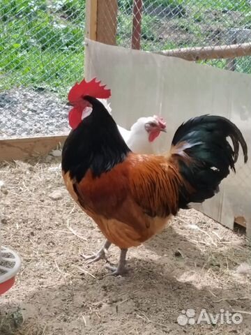 Петух породистый Форверк
