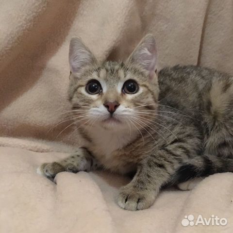 Котёнок метис бенгальской кошки