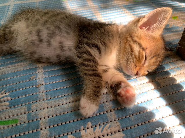 Котенок, 1.5 месяца, парнишка)