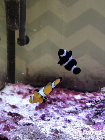 Рыба клоун (2 шт) и креветка