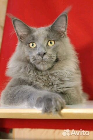 Котёнок - медвежонок