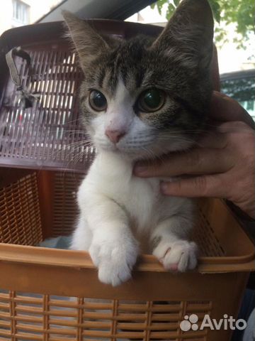 Домашний котёнок Булочка ищет дом