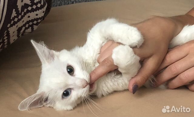 Отдадим прекрасную кошечку