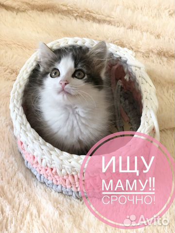 Шотландские котята от домашней кошки