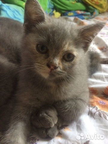 Котёнок британской породы