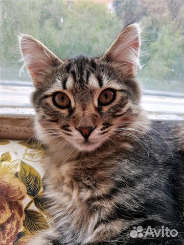 Кот Прохор