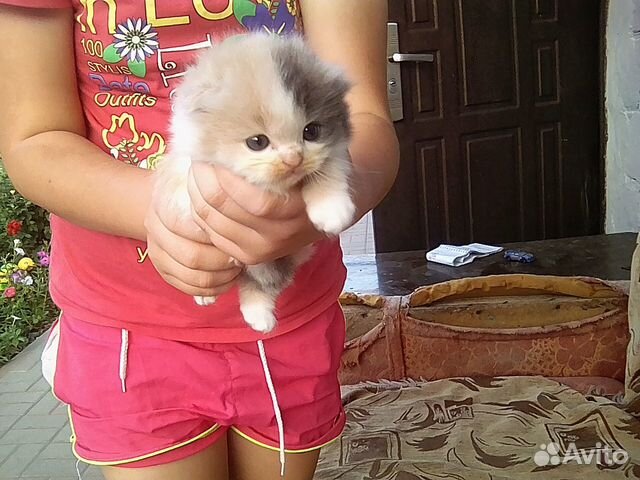 Британские котятки