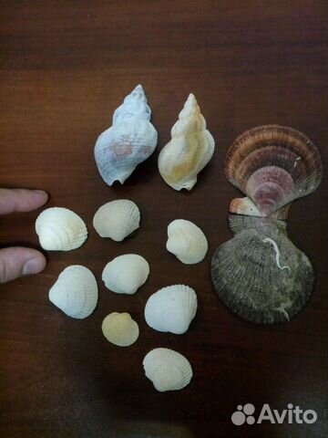 Ракушки морские. Дары Баренцева моря