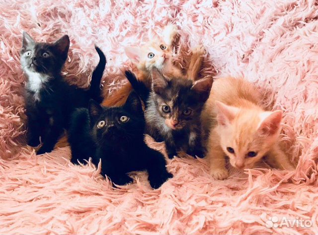 Чудесные котята