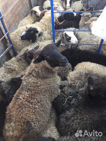 Бараны на курбан