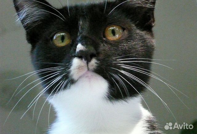 Котята Севастополь. Супер мышеловка в частный дом