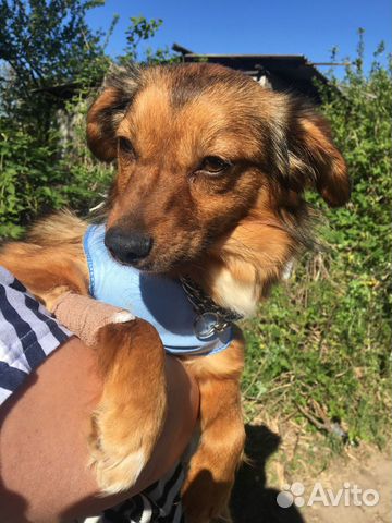 Ищет дом мелкая собачка Эльза