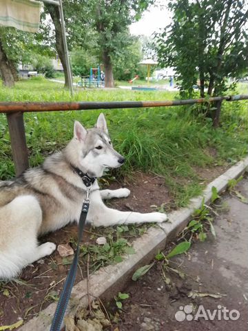 Молодую волчицу в дар