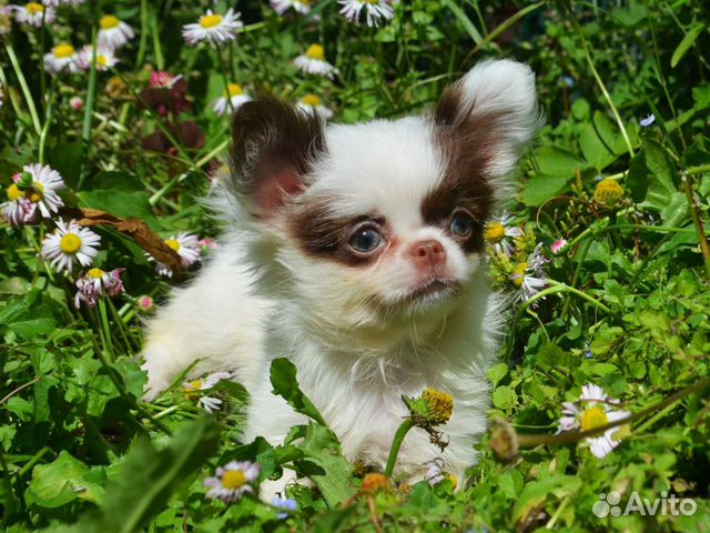 Носик-курносик