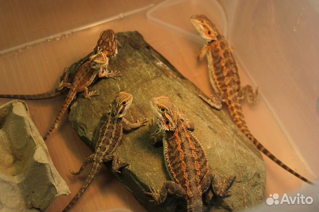 Бородатые агамы