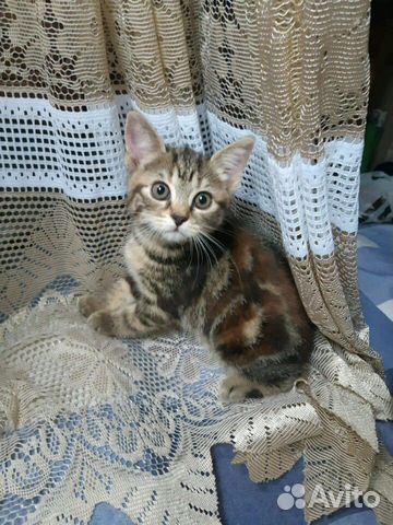 Отдам в хорошие руки кошечку