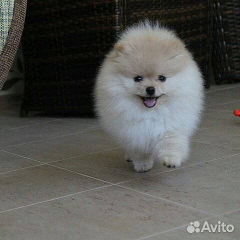 Шпицули мишутки