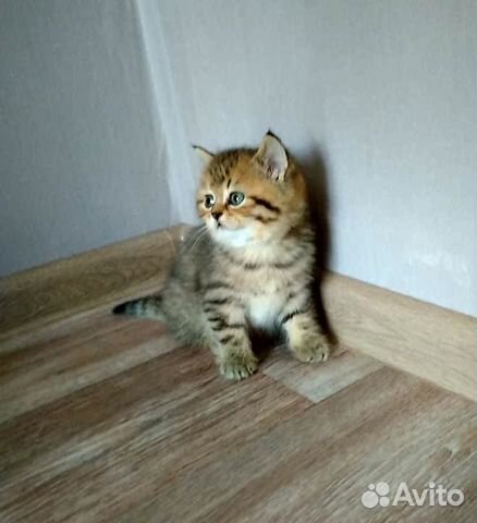 Шотландский Котенок Скоттиш Страйт