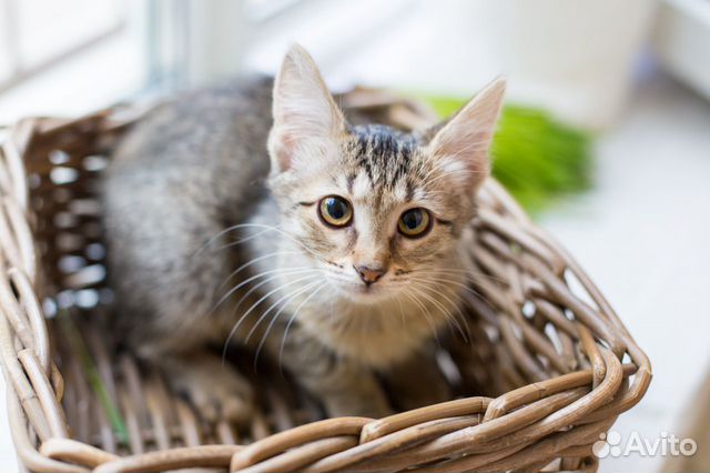 Котята - сестренки в тельняшках